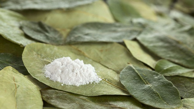 Folha de coca é diferente da cocaína e não deve ser classificada como droga
