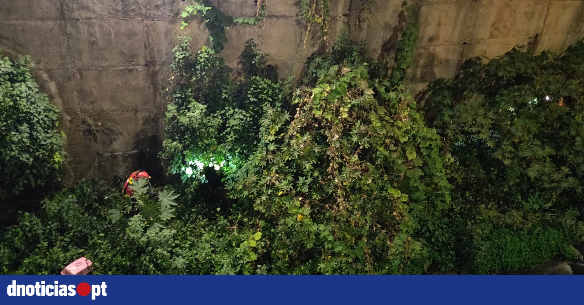 BVM tentam difícil resgate nocturno de gato — DNOTICIAS.PT