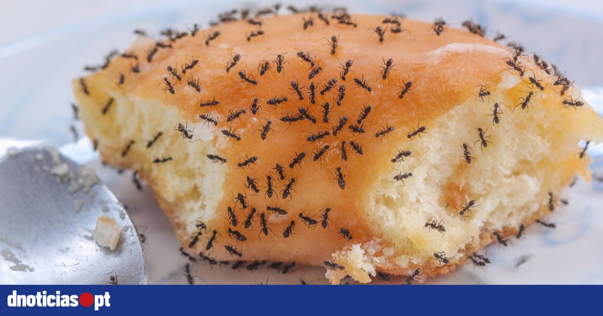 Formiga Preta: Dicas para combater esta infestação — DNOTICIAS.PT