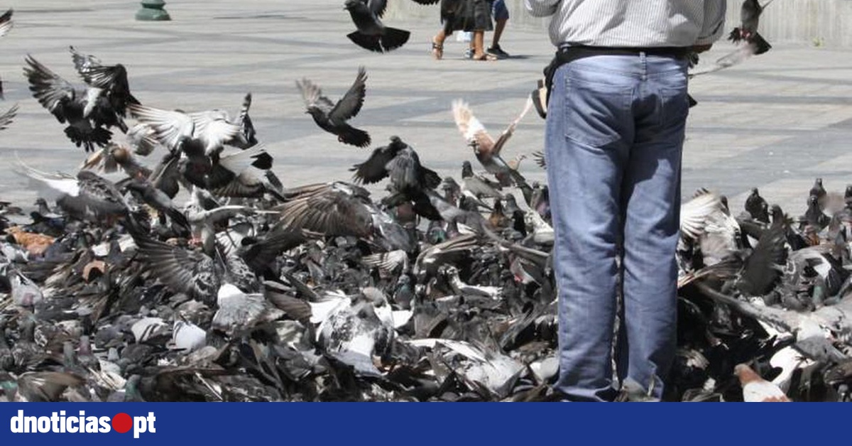 Doenças transmitidas pelos pombos: sintomas e o que fazer — DNOTICIAS.PT
