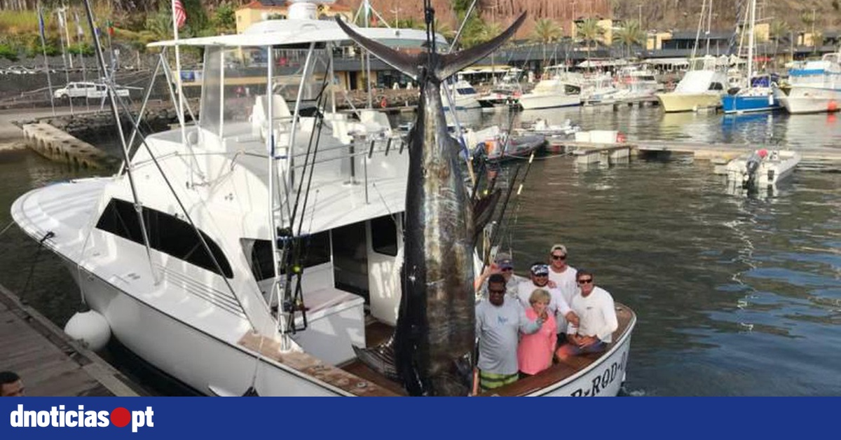 Norte-americano captura Blue Marlin de 366 quilos no mar da Madeira e ...
