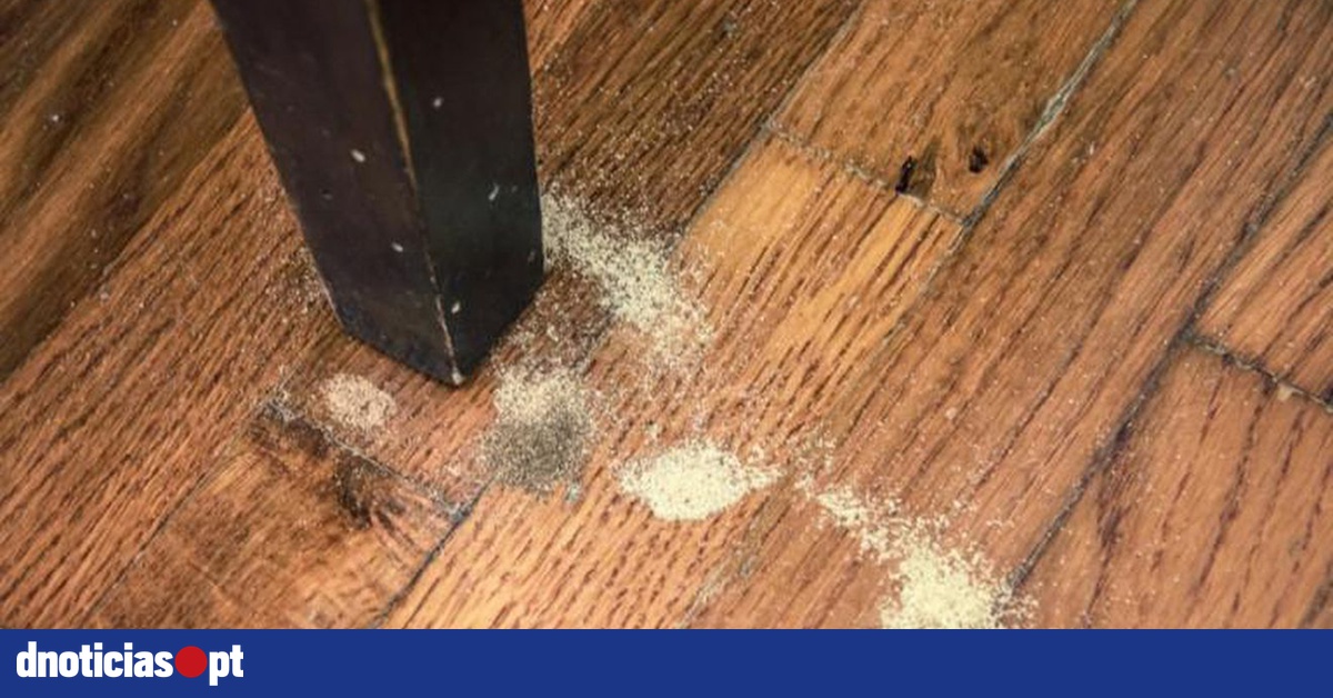 Como eliminar os insectos que degradam a madeira em soalho e armários ...
