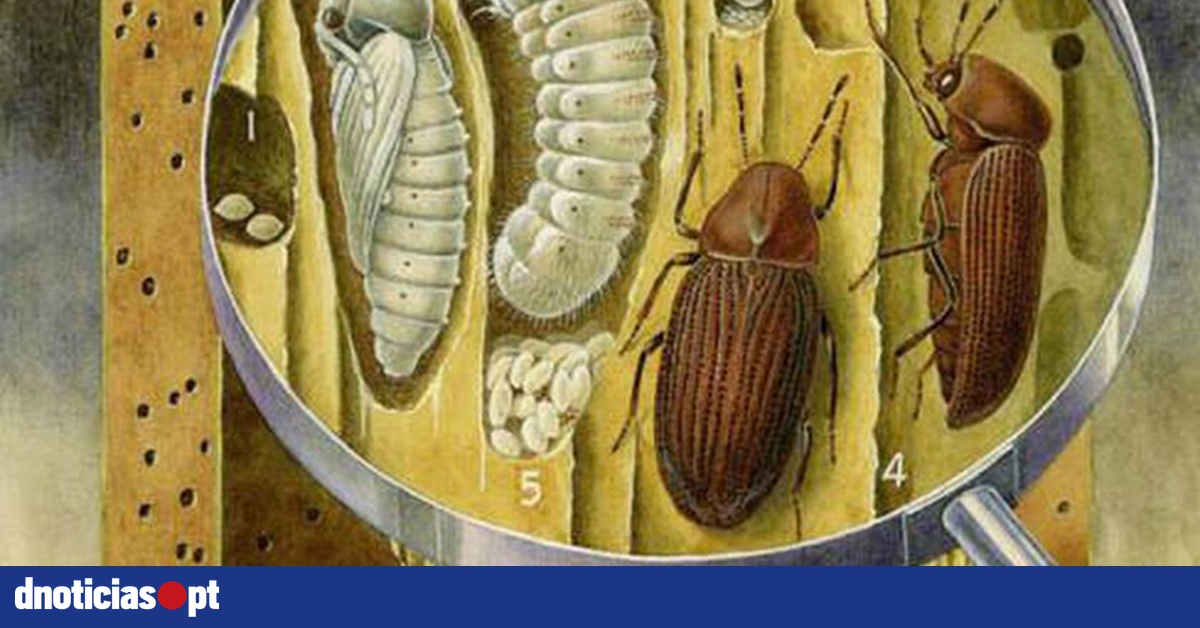 O insecto inconveniente que ingere a madeira das nossas edificações ...