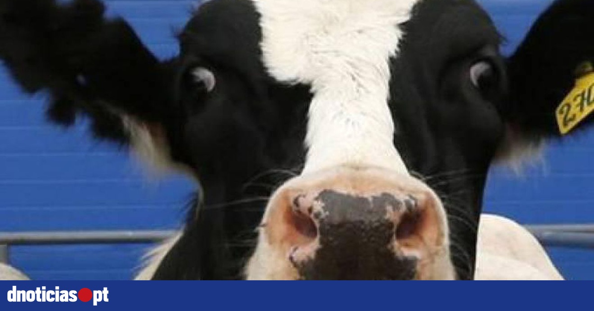 Primeira vaca clonada no mundo morre aos 21 anos no Japão — DNOTICIAS.PT