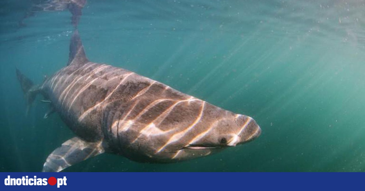 Tubarões-frade do Reino Unido passam o inverno ao largo de Portugal ...