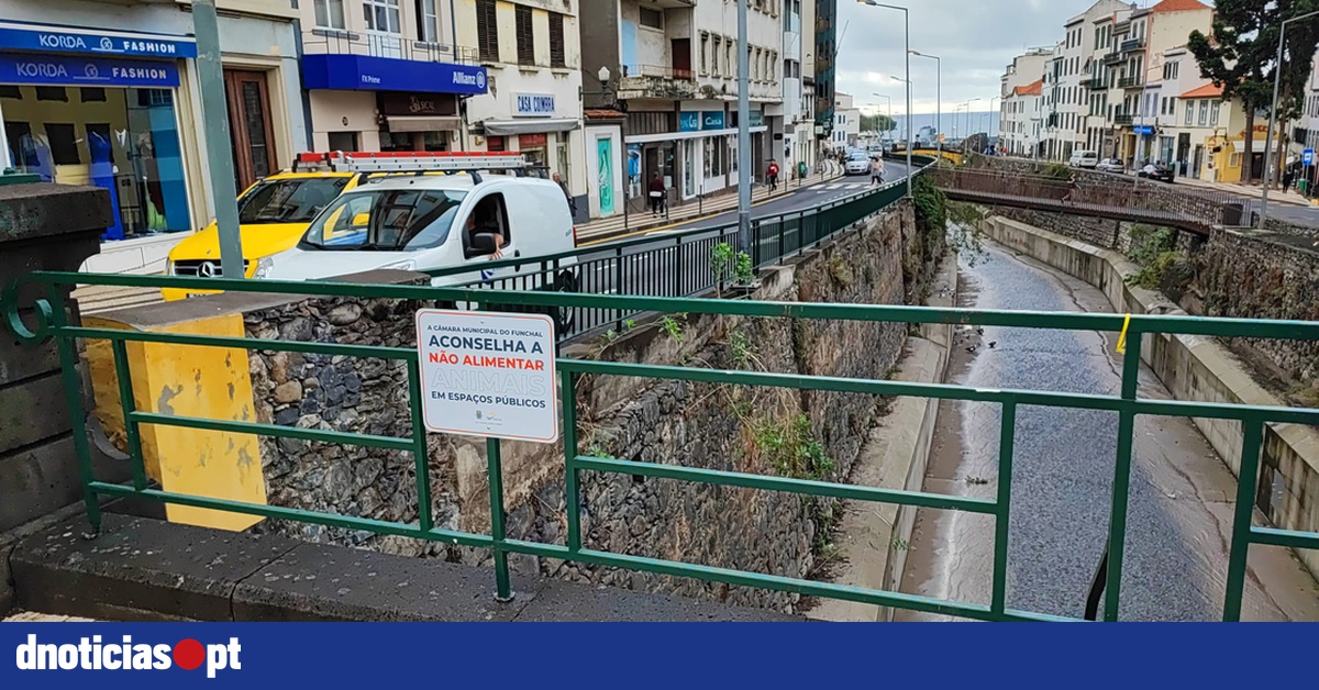 Funchal alerta para riscos de alimentar animais em espaços públicos ...