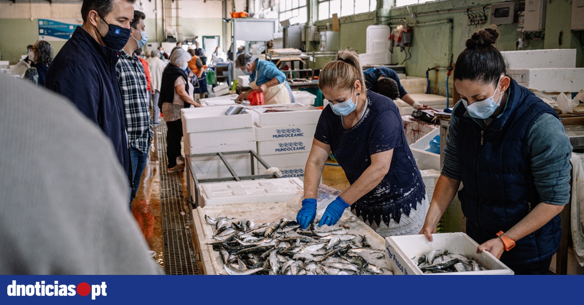 Portugal utilizou 80% das quotas de pesca da sarda e tamboril ...