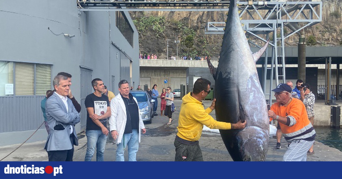 Primeiro atum rabilho do ano pesa 284 quilos — DNOTICIAS.PT
