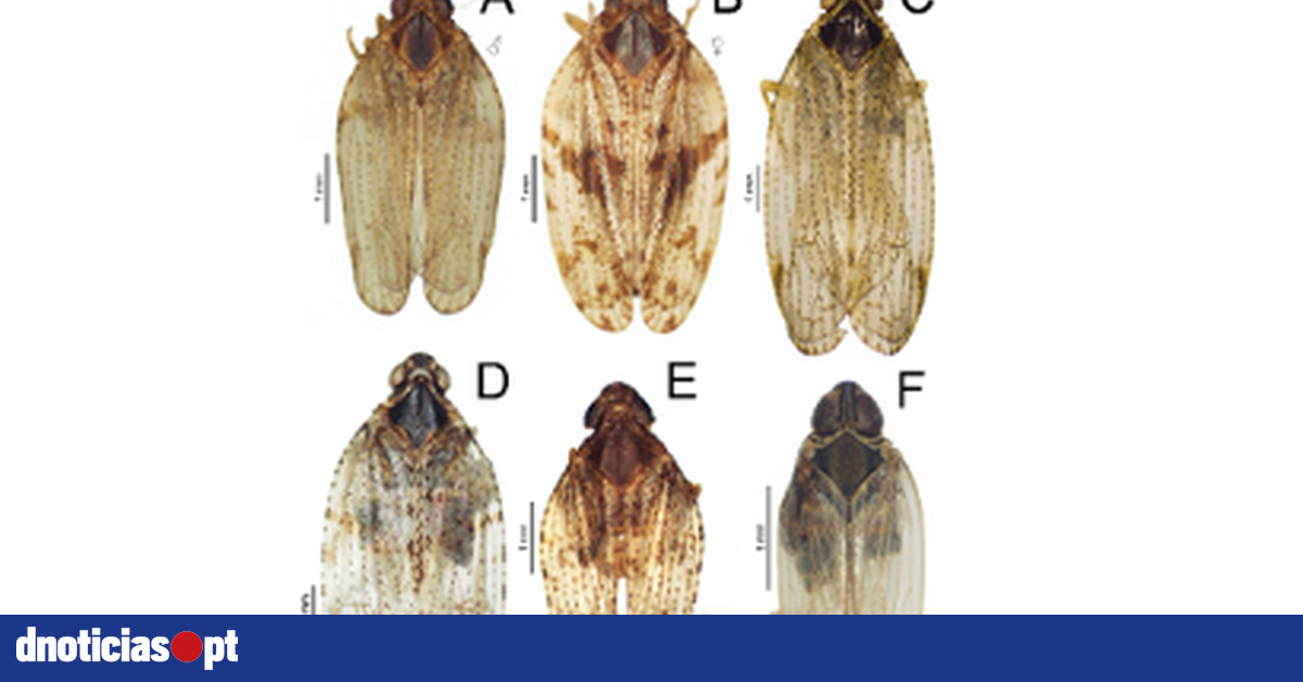 Nova espécie de insecto descoberta na Madeira — DNOTICIAS.PT
