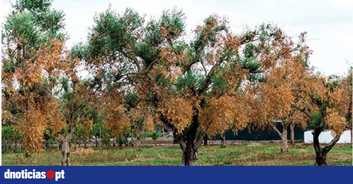 Associações preocupadas com impacto da bactéria 'Xylella fastidiosa ...