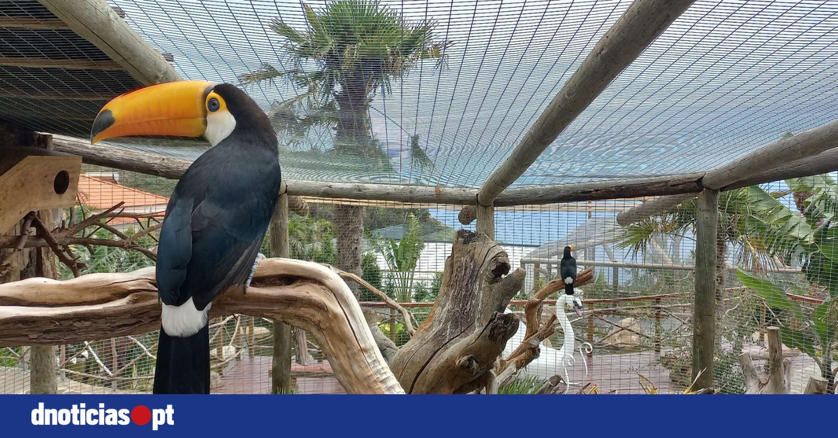 ‘Ilha das Aves’ recebe mais de mil visitantes por semana — DNOTICIAS.PT