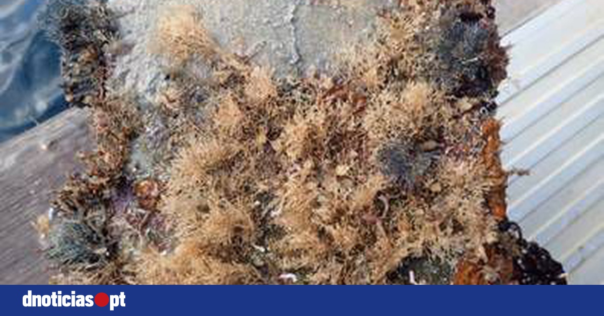 Duas novas espécies de invertebrados descobertas nos mares da Madeira ...