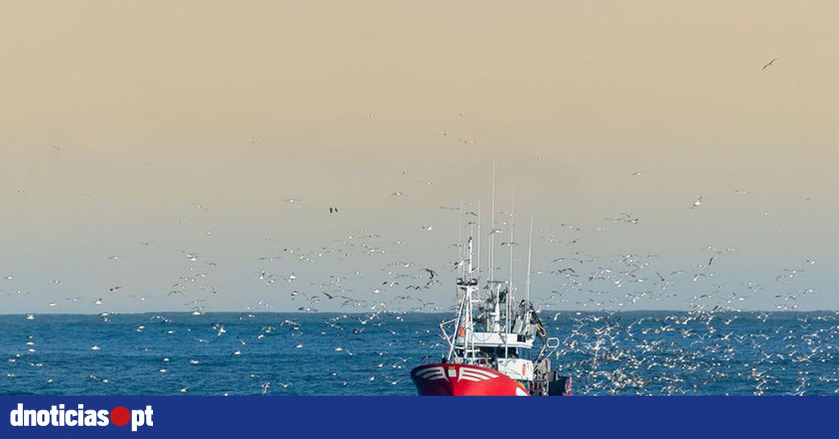Federação das Pescas dos Açores pede activação "urgente" do FundoPesca ...