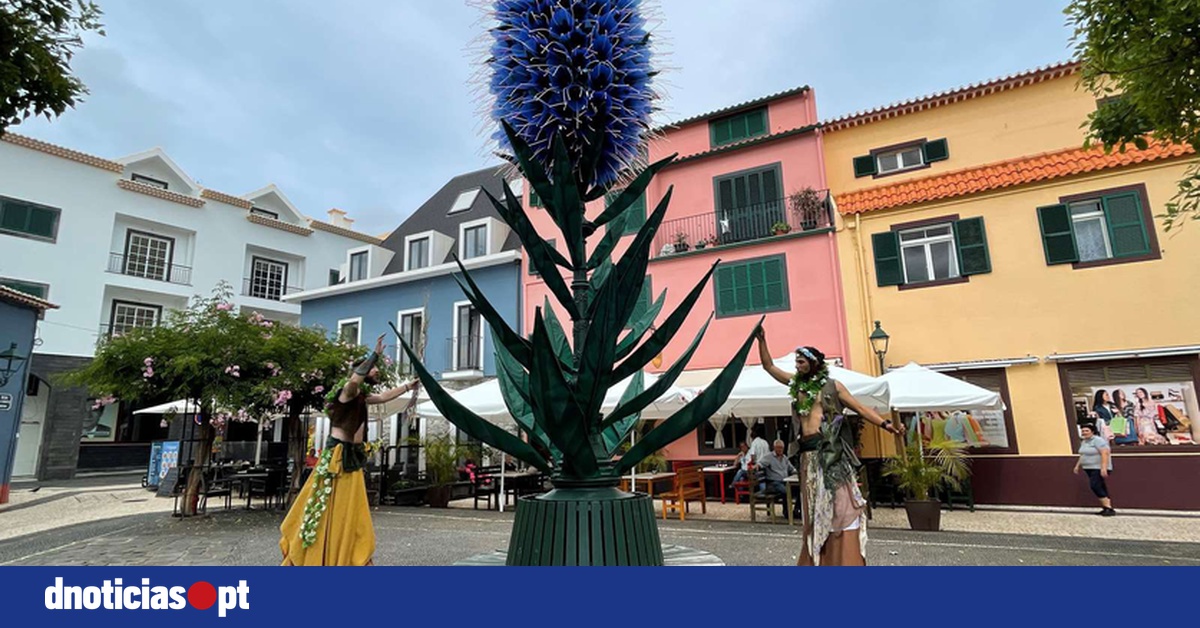 'Santa Cruz' em Flor até 28 de Maio — DNOTICIAS.PT