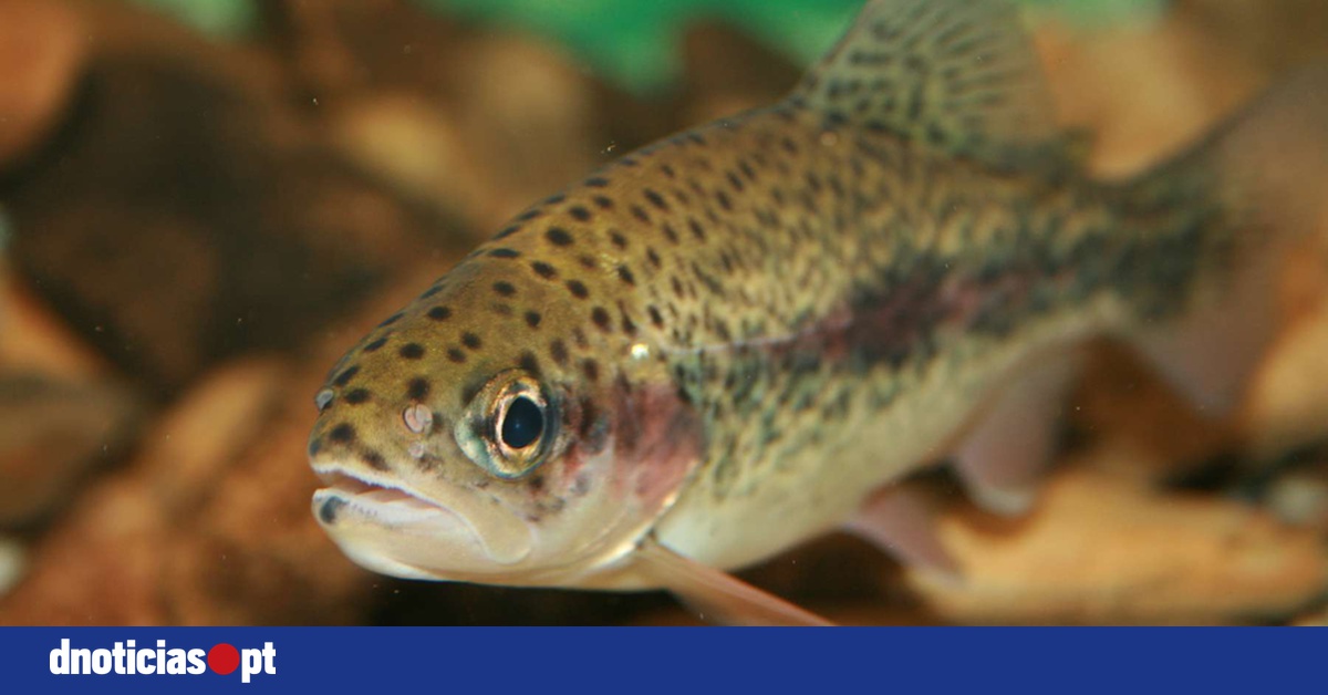 Madeira produz 25 toneladas de truta por ano — DNOTICIAS.PT