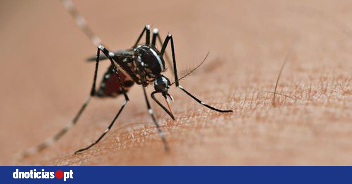 Mais de 5.900 mosquitos adultos capturados em 2022, nenhum aedes ...