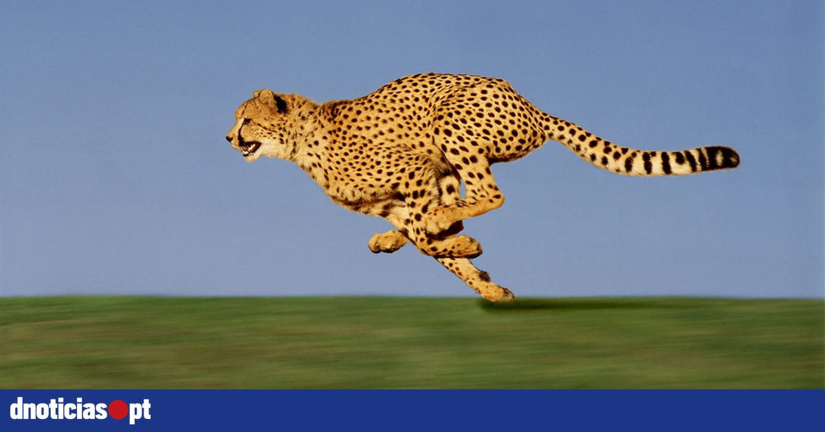 Primeiras chitas reintroduzidas após extinção há 70 anos estão a ...